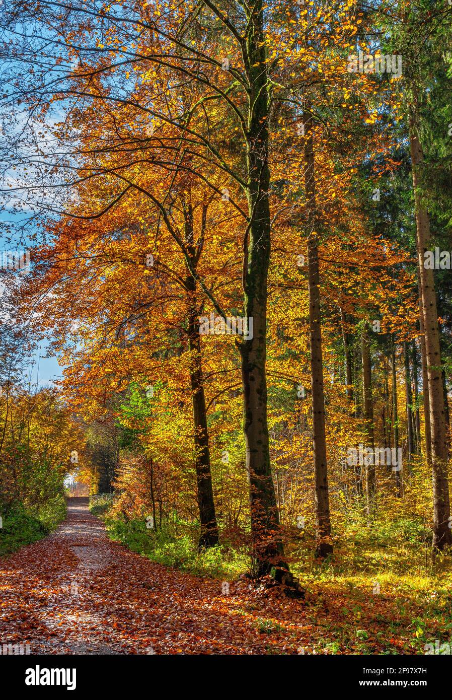 Walk through forest in autumn hi-res stock photography and images - Alamy