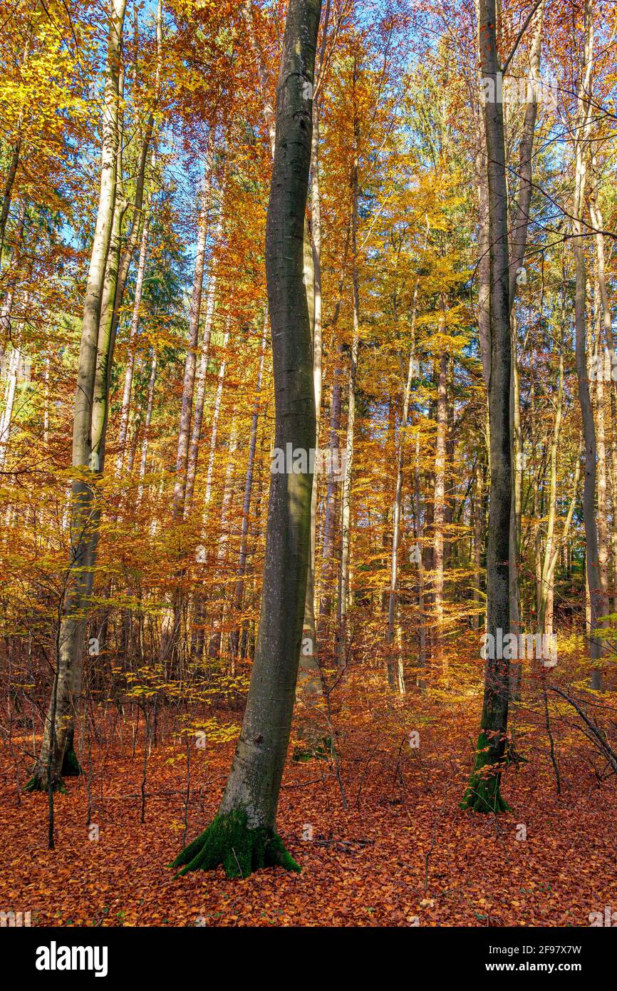 Southern europe deciduous forests hi-res stock photography and images ...
