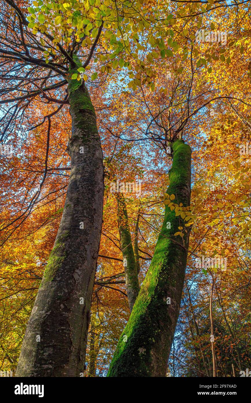 Autumn bavaria hi-res stock photography and images - Alamy