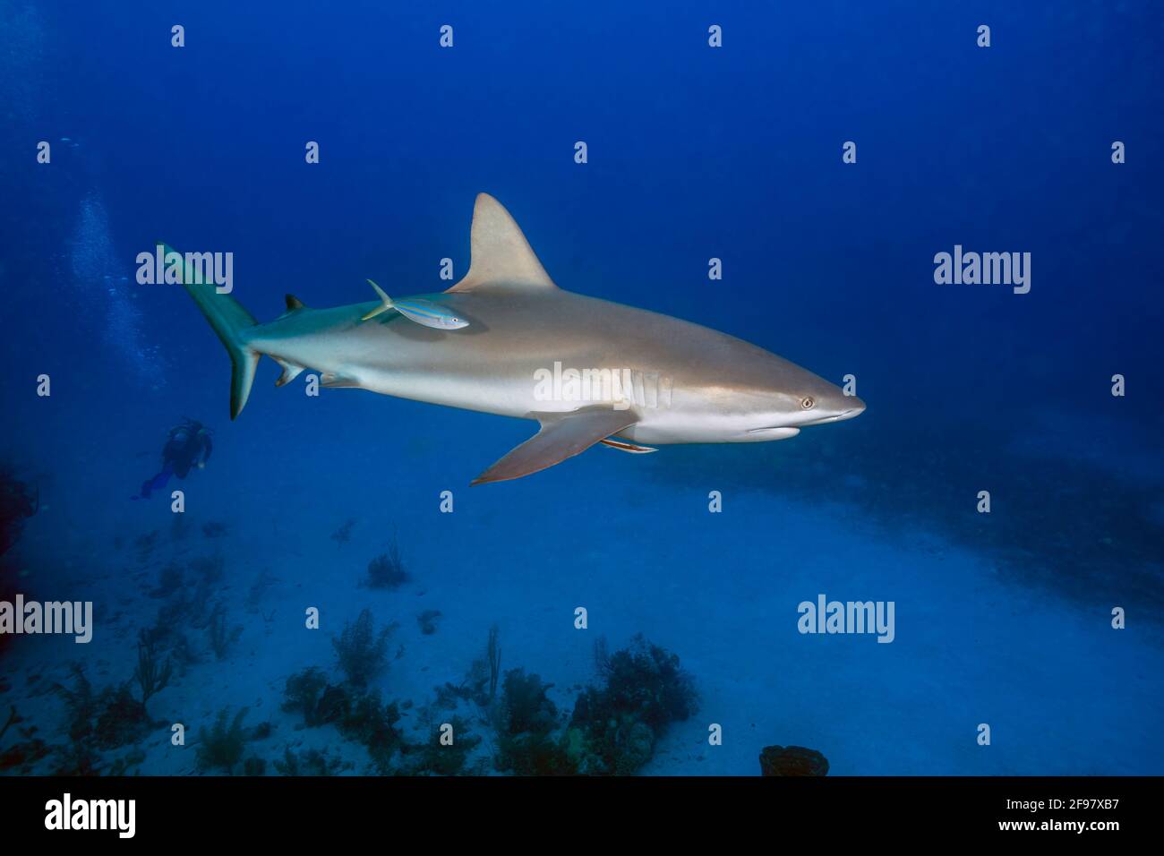 Caribbean reef shark off south coast of Cuba Stock Photo - Alamy