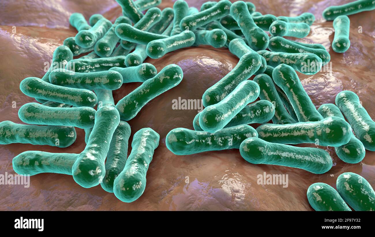 Corynebacterium diphtheriae, illustration Stock Photo - Alamy
