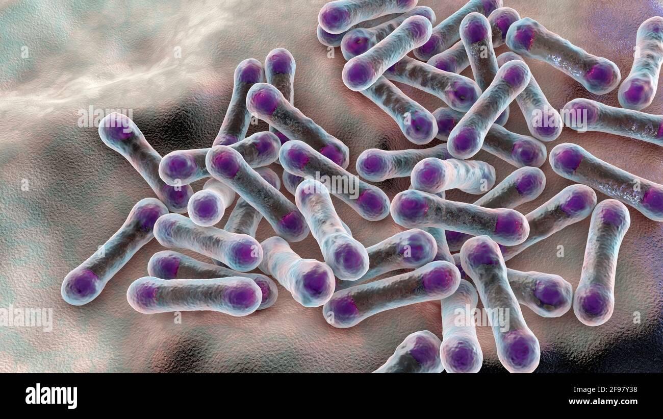 Corynebacterium diphtheriae, illustration Stock Photo - Alamy