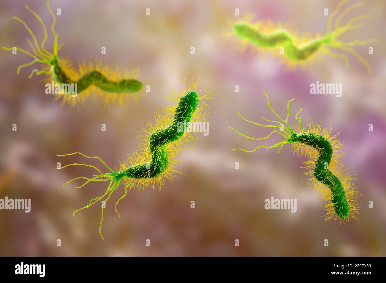 Helicobacter pylori bacterium, illustration Stock Photo - Alamy