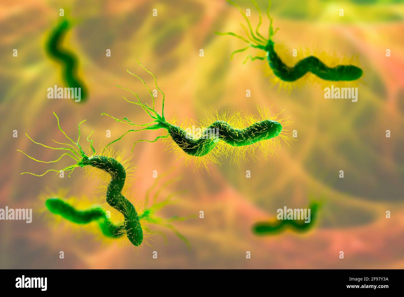 Helicobacter pylori bacterium, illustration Stock Photo - Alamy