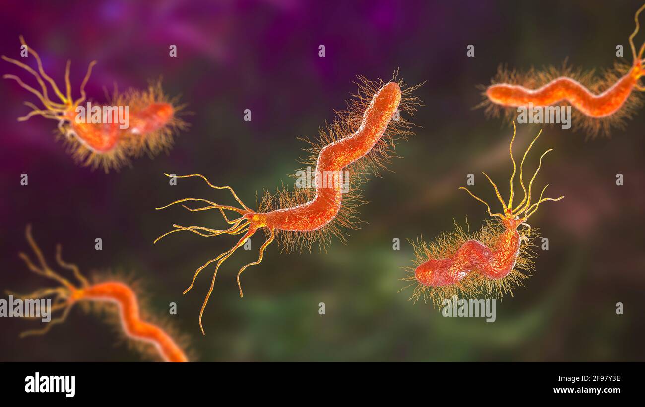 Helicobacter pylori bacterium, illustration Stock Photo - Alamy