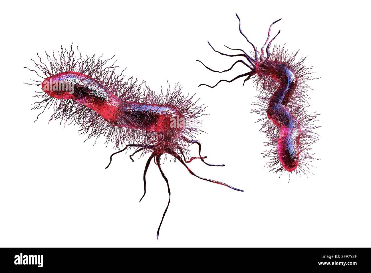 Helicobacter pylori bacterium, illustration Stock Photo - Alamy