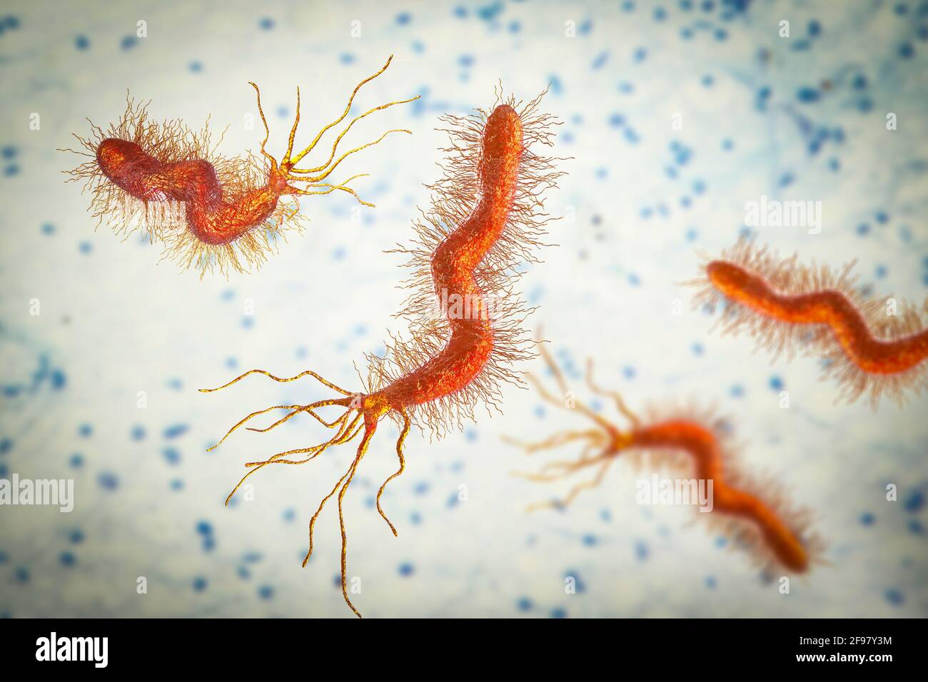 Motile bacterium hi-res stock photography and images - Alamy