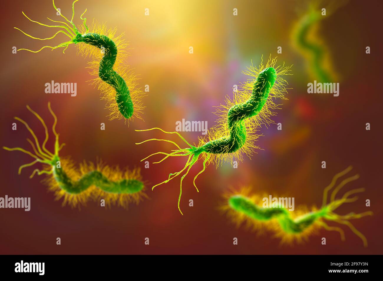 Helicobacter pylori bacterium, illustration Stock Photo - Alamy