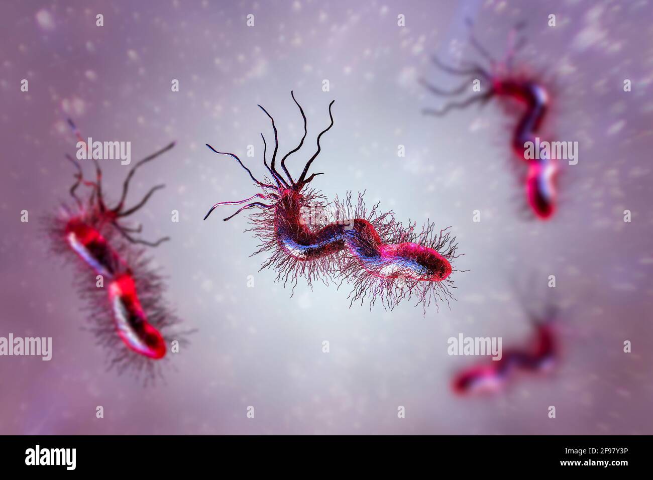Helicobacter pylori bacterium, illustration Stock Photo - Alamy