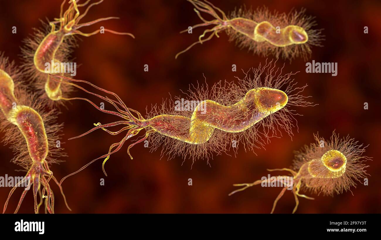 Helicobacter pylori bacterium, illustration Stock Photo - Alamy