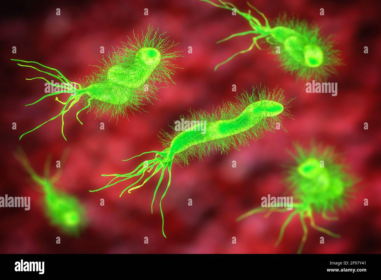 Helicobacter pylori bacterium, illustration Stock Photo - Alamy