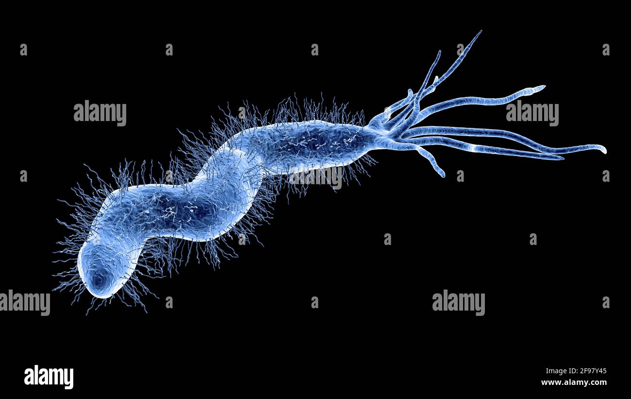 Helicobacter pylori bacterium, illustration Stock Photo - Alamy