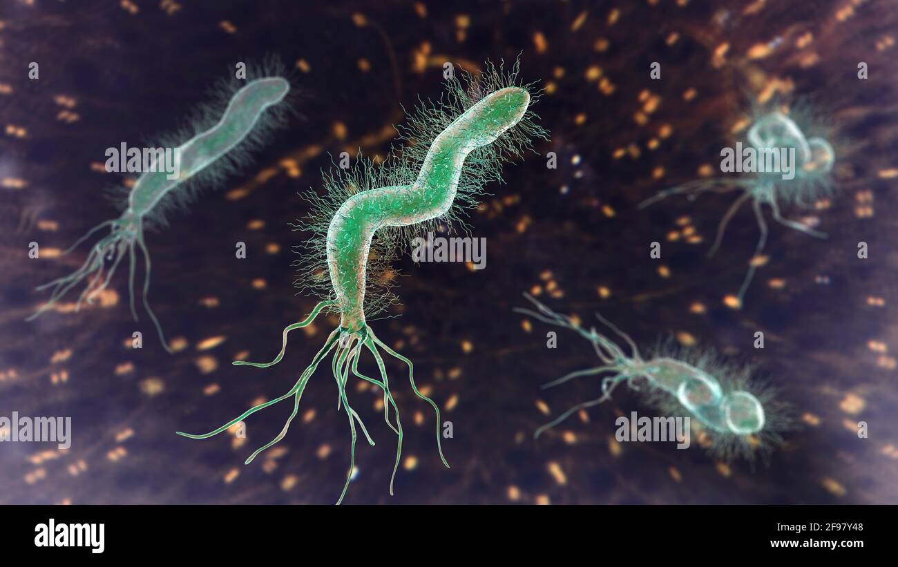 Helicobacter pylori bacterium, illustration Stock Photo - Alamy
