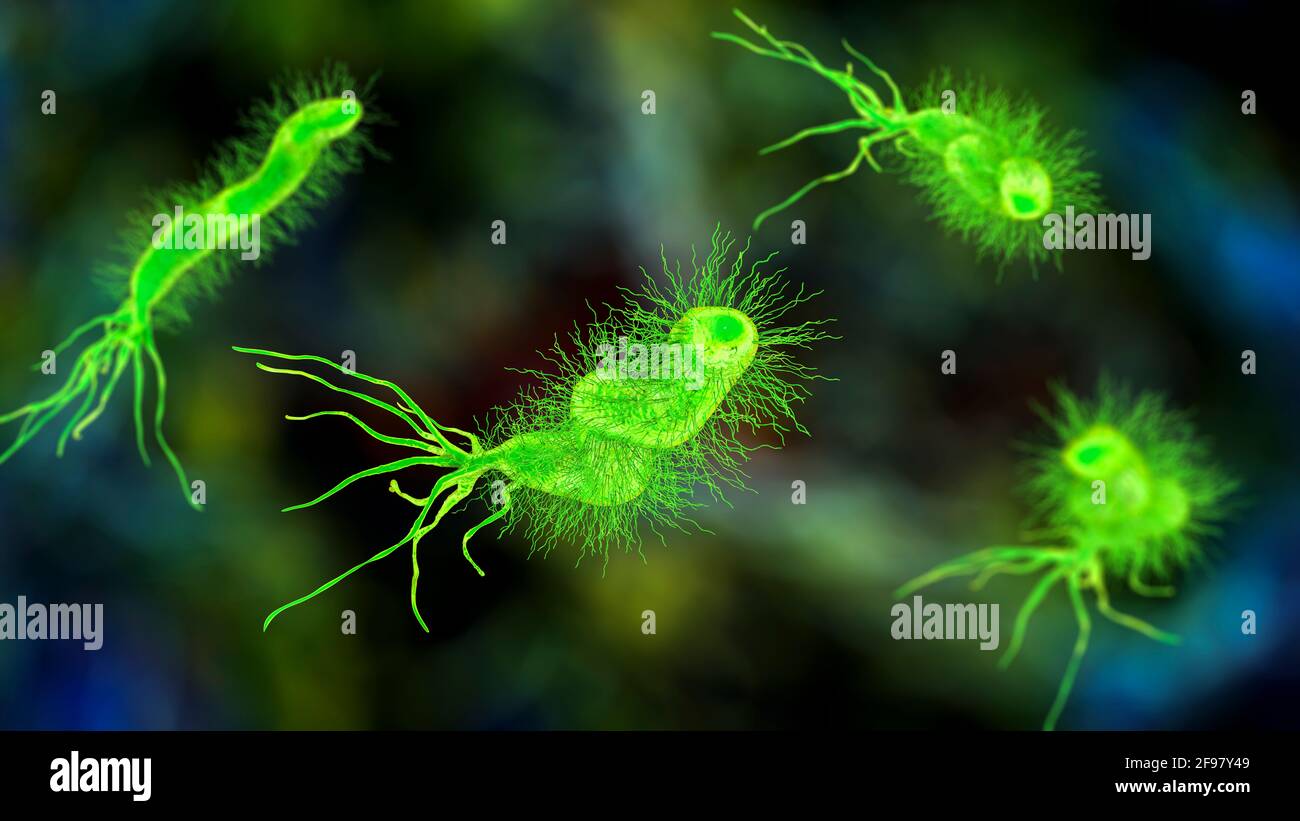 Helicobacter pylori bacterium, illustration Stock Photo - Alamy