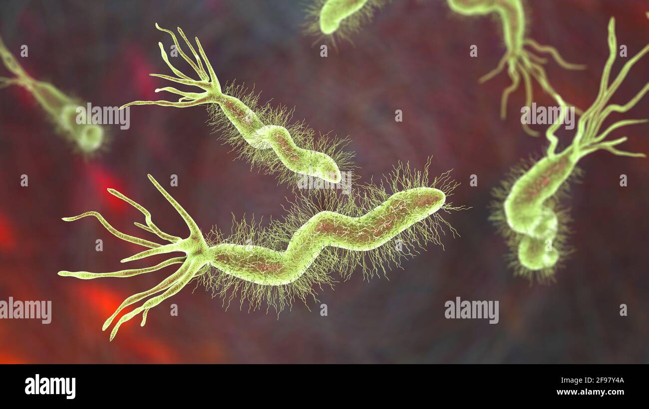 Helicobacter pylori bacterium, illustration Stock Photo - Alamy