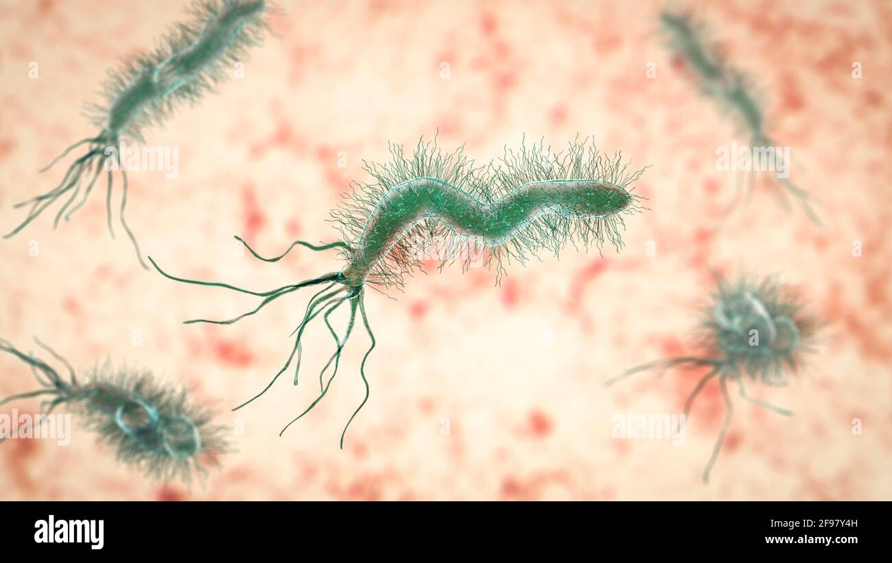 Helicobacter pylori bacterium, illustration Stock Photo - Alamy