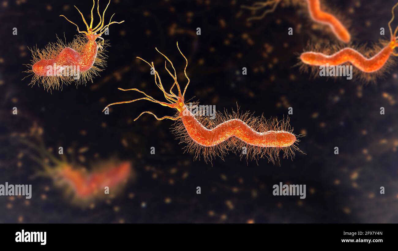 Helicobacter pylori bacterium, illustration Stock Photo - Alamy