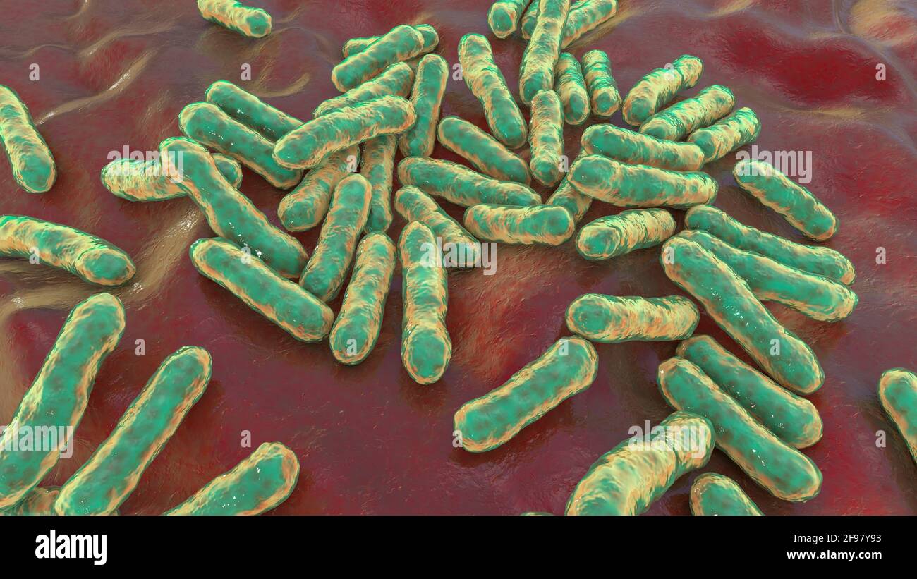 Propionibacterium Acnes Bacteria High Resolution Stock Photography and ...
