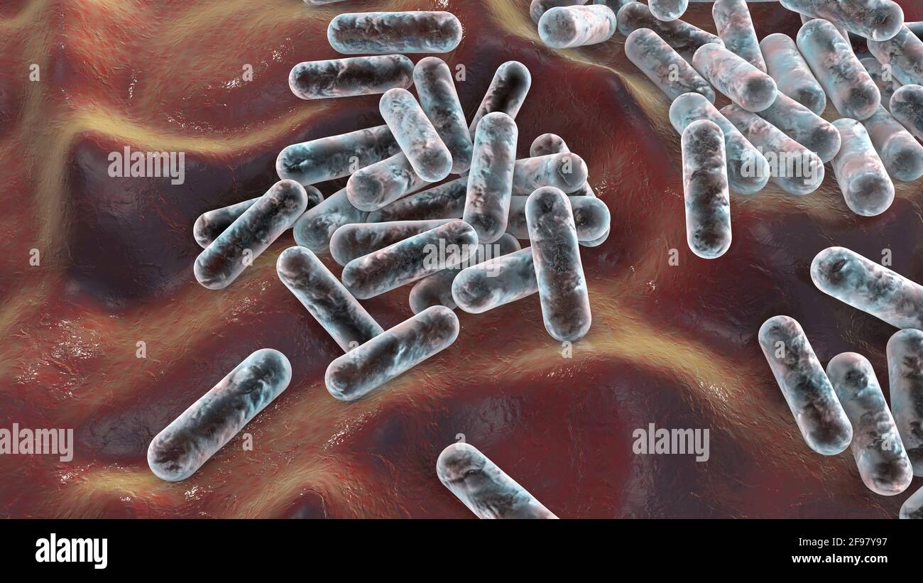 Bacterial microflora hi-res stock photography and images - Alamy