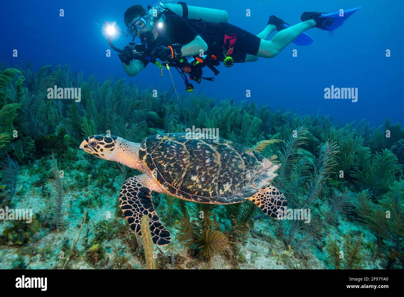 Hawksbill turtle, Eretmochelys imbricata, off south coat of Cuba ...