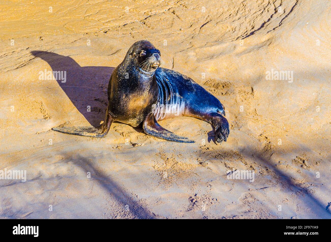 View of a seal in an open-air enclosure on the Seaside promenade in ...