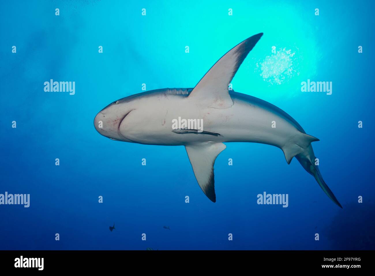 Caribbean reef sharks off the south coast of Cuba, Caribbean Sea Stock ...