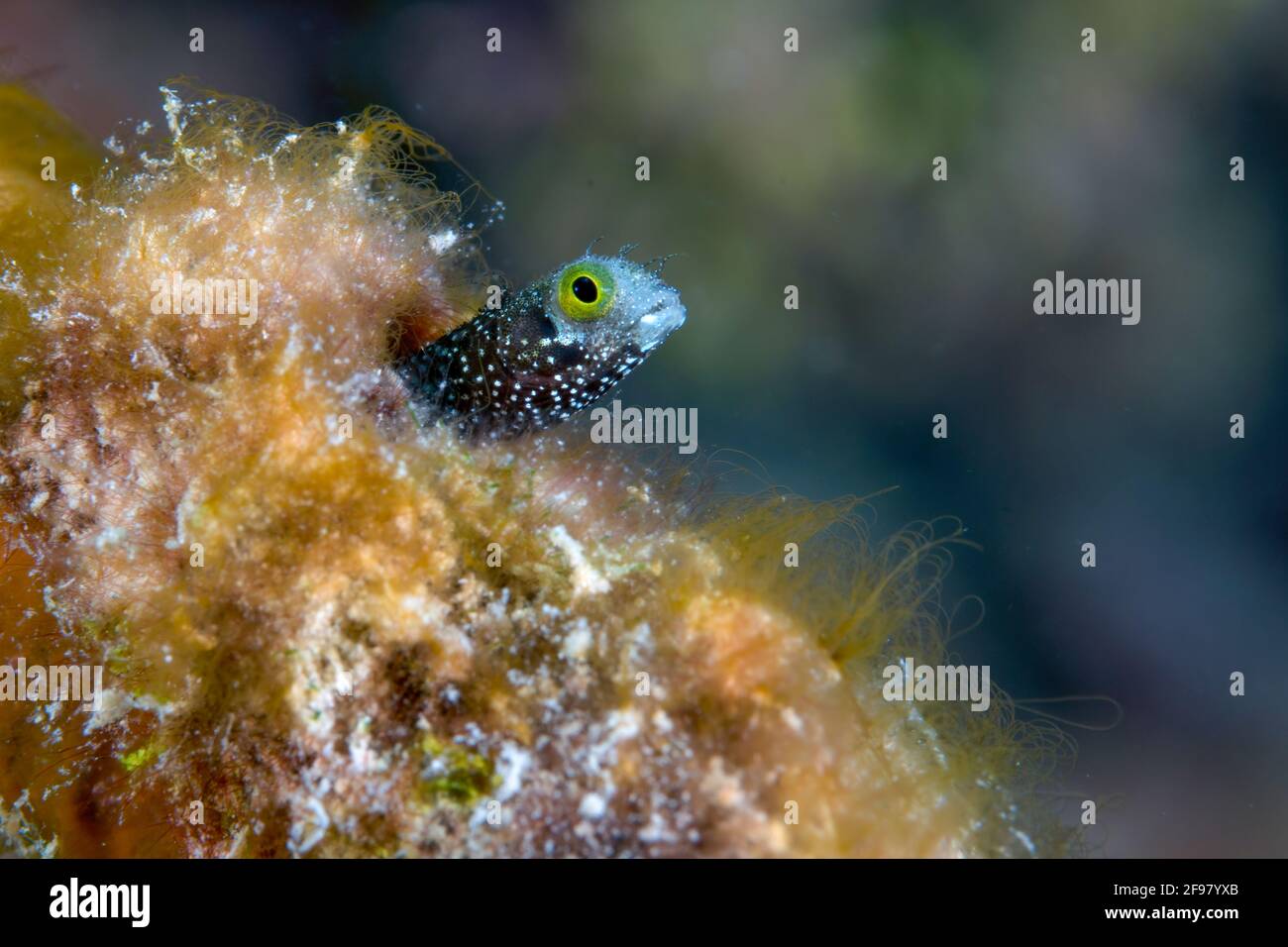 Acanthemblemaria hi-res stock photography and images - Alamy