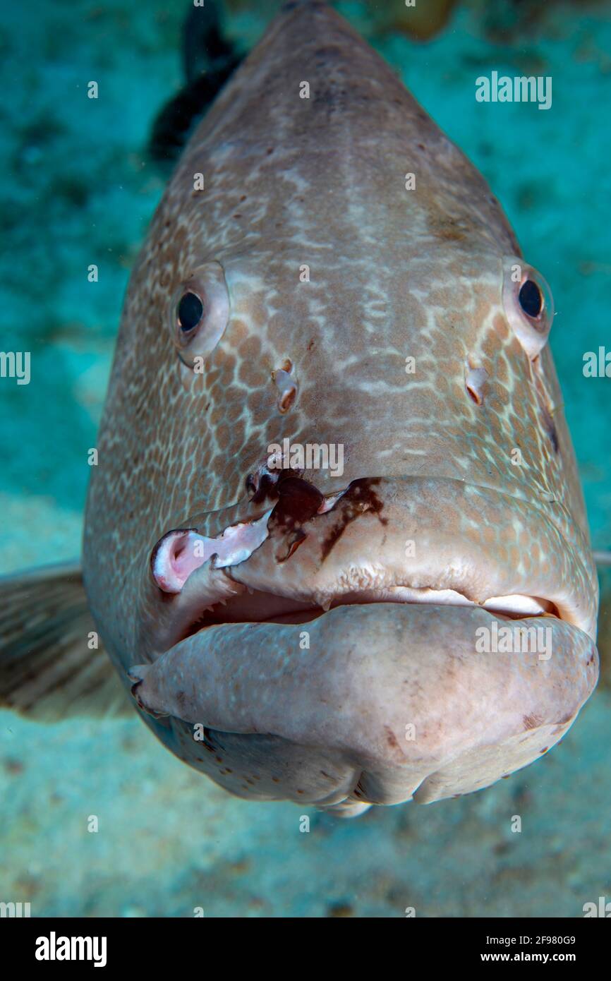 Yellowfin Grouper, Mycteroperca venenosa, off south shore of Cuba ...