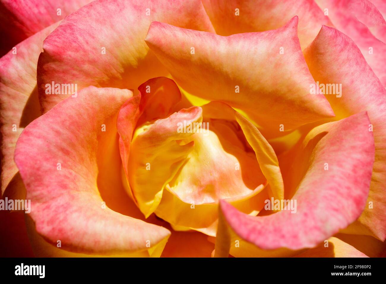 Red and yellow details hi-res stock photography and images - Alamy