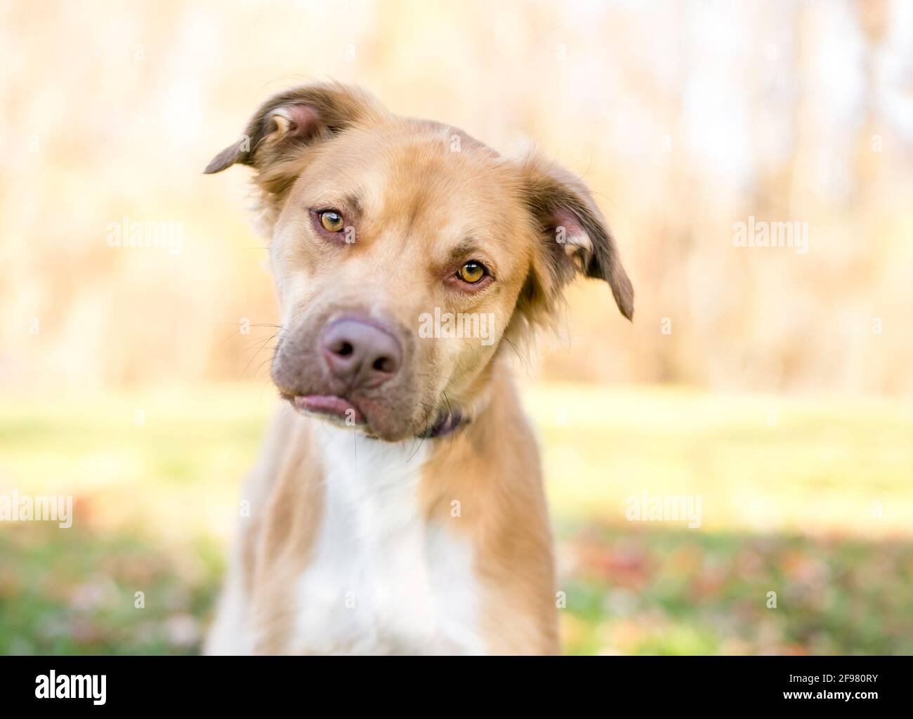 A Retriever x English Setter mixed breed dog pouting and looking at the ...