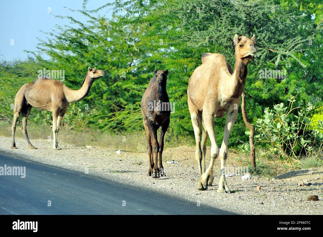 Family Camelidae High Resolution Stock Photography and Images - Alamy