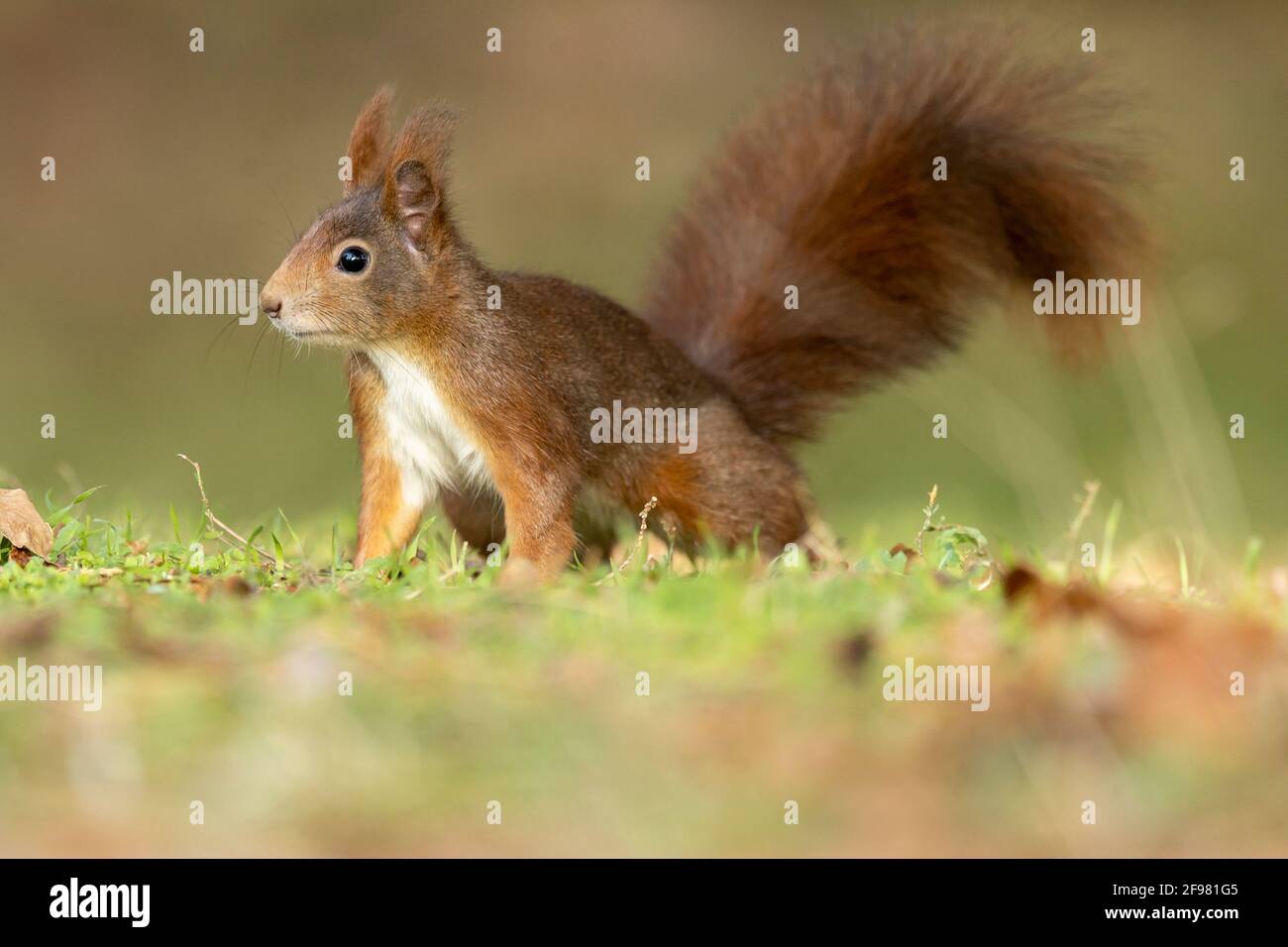 Squirrel, (Sciurus vulgaris) animal portrait, Germany Stock Photo - Alamy