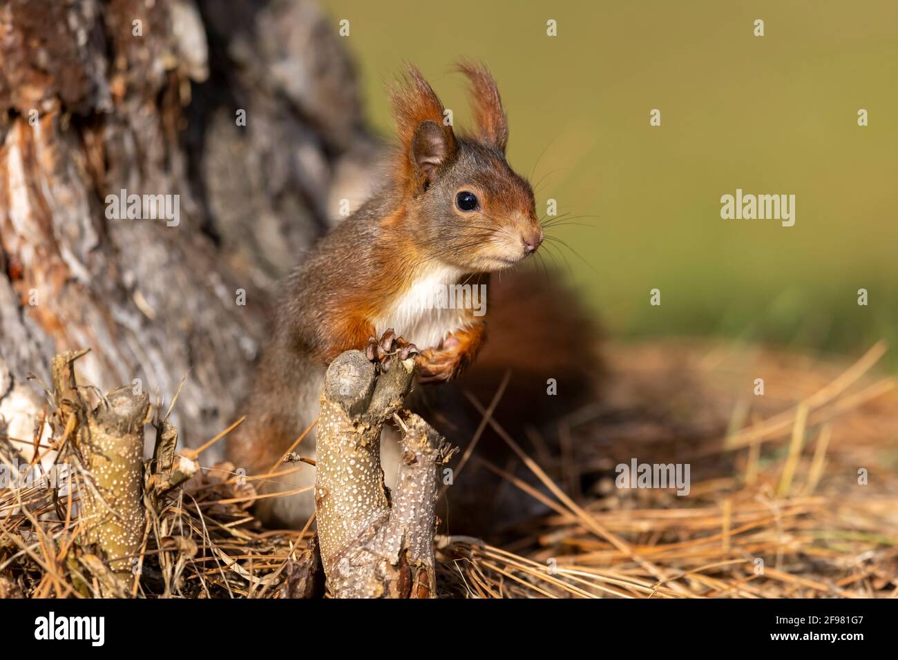 Squirrel, (Sciurus vulgaris) animal portrait, Germany Stock Photo - Alamy