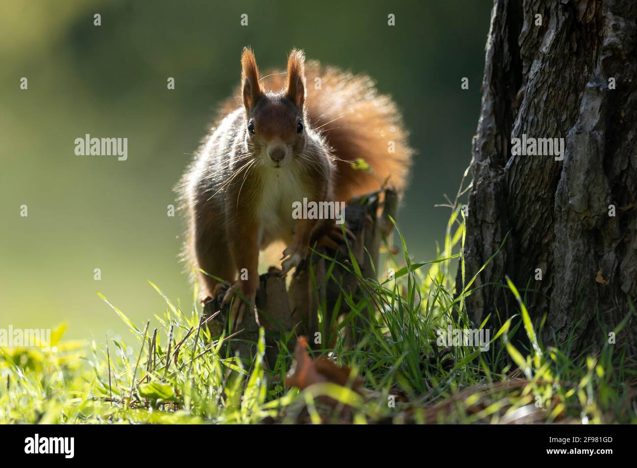 Squirrel, (Sciurus vulgaris) animal portrait, Germany Stock Photo - Alamy