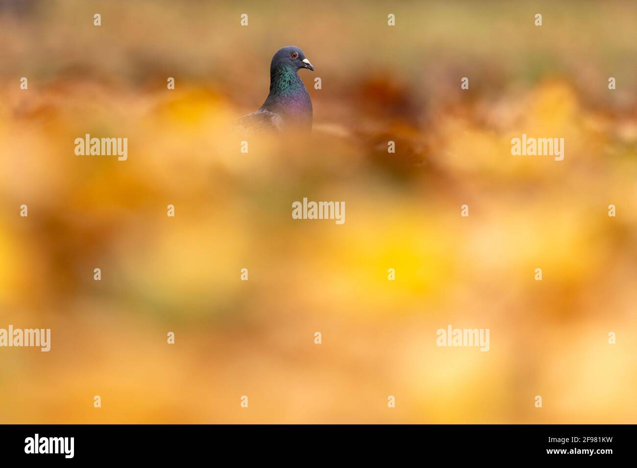 Pigeon sits in autumn leaves hi-res stock photography and images - Alamy