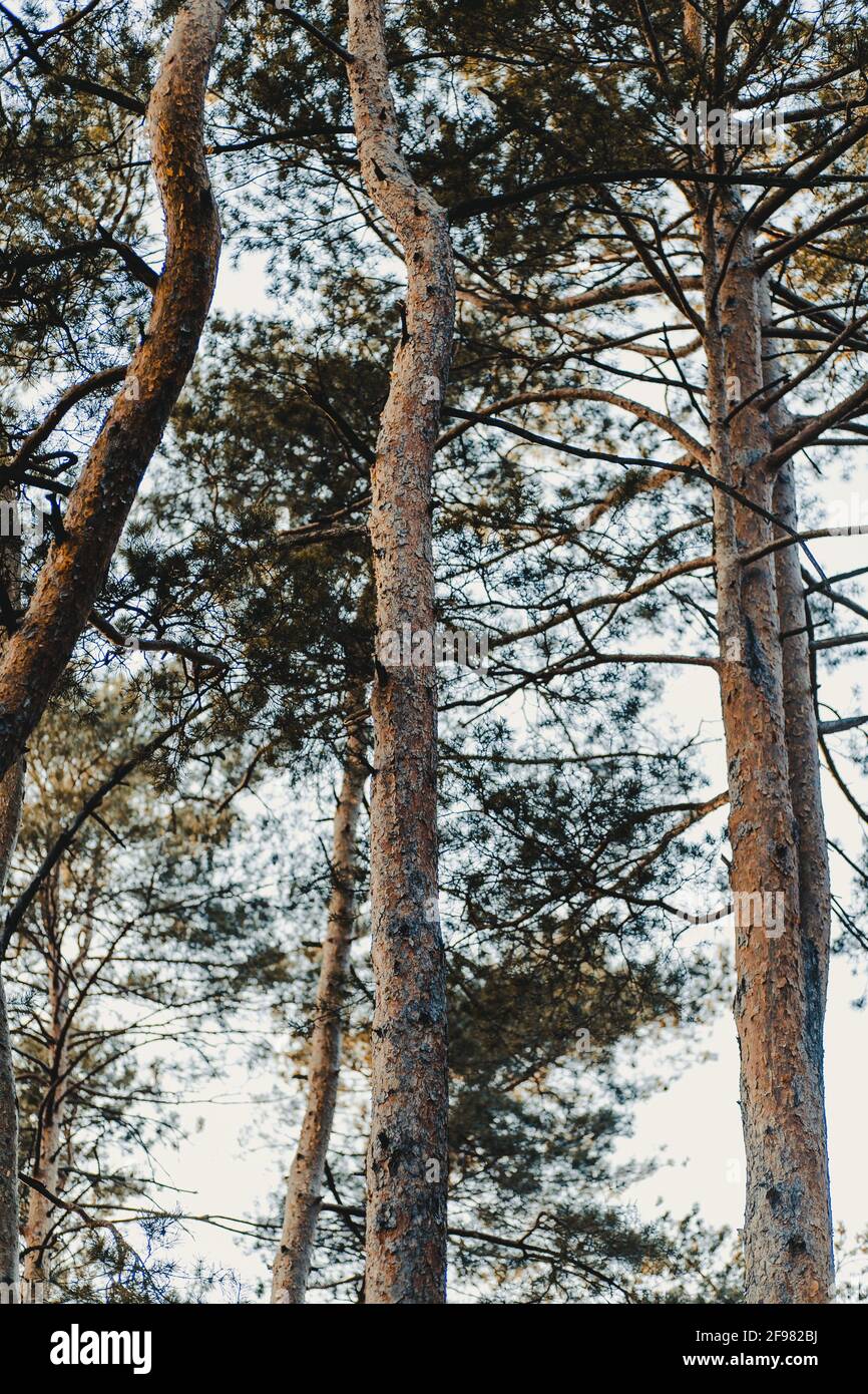 Vertical shot of tall pine trees in a forest in the countryside Stock ...