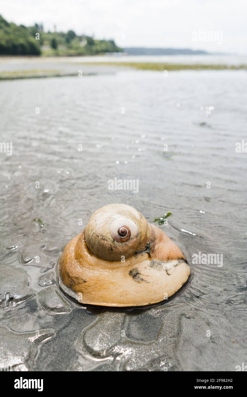 Closeup view of a Lewis' Moon Snail on a sandy Puget Sound beach Stock ...