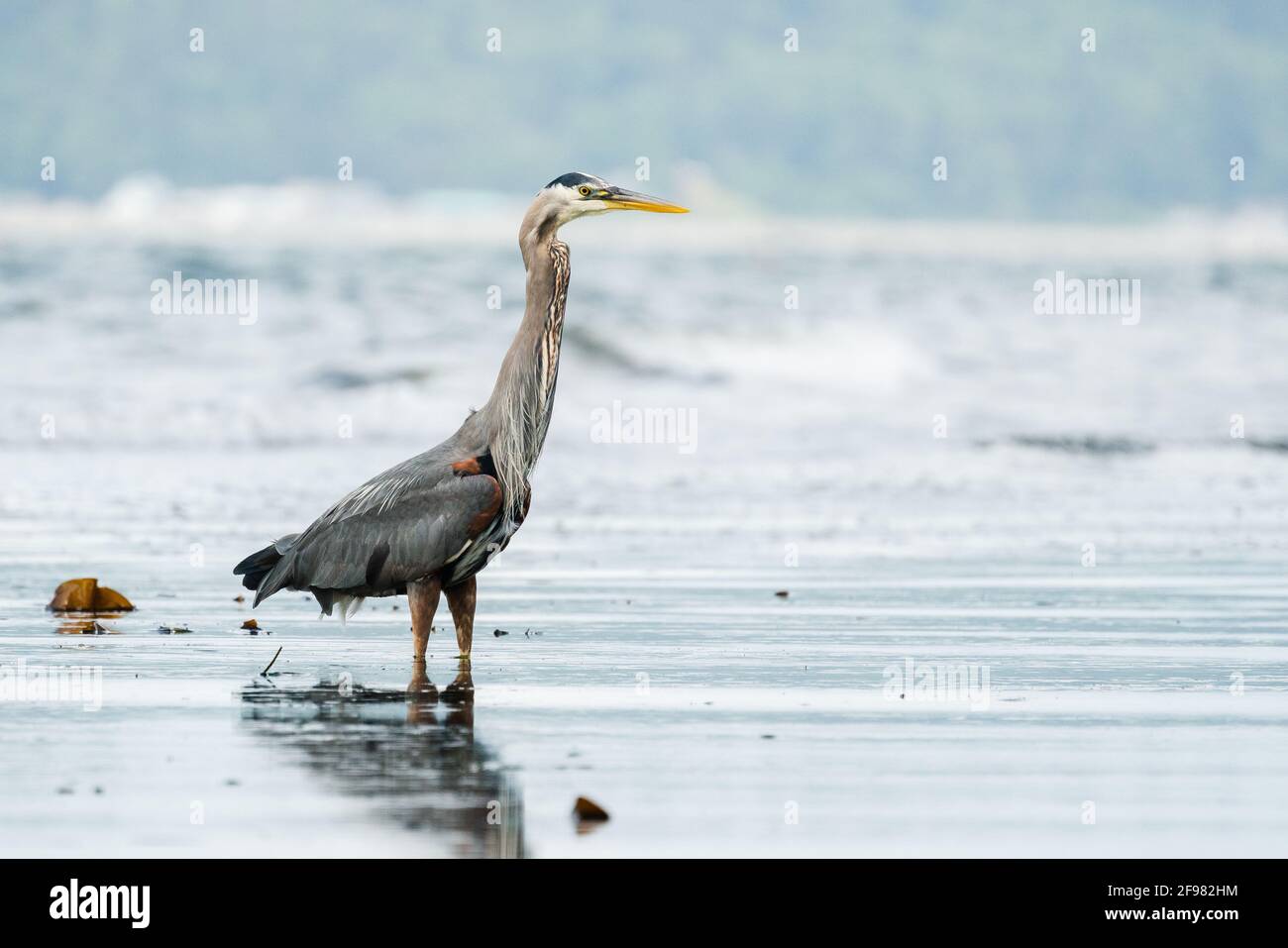 Side view of a Great Blue Heron standing in shallow water Stock Photo ...