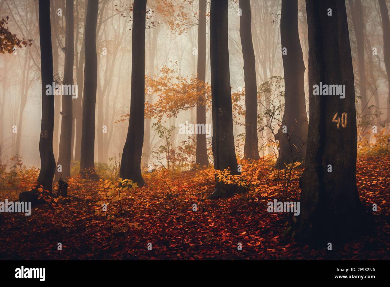 Red beech trees hi-res stock photography and images - Alamy