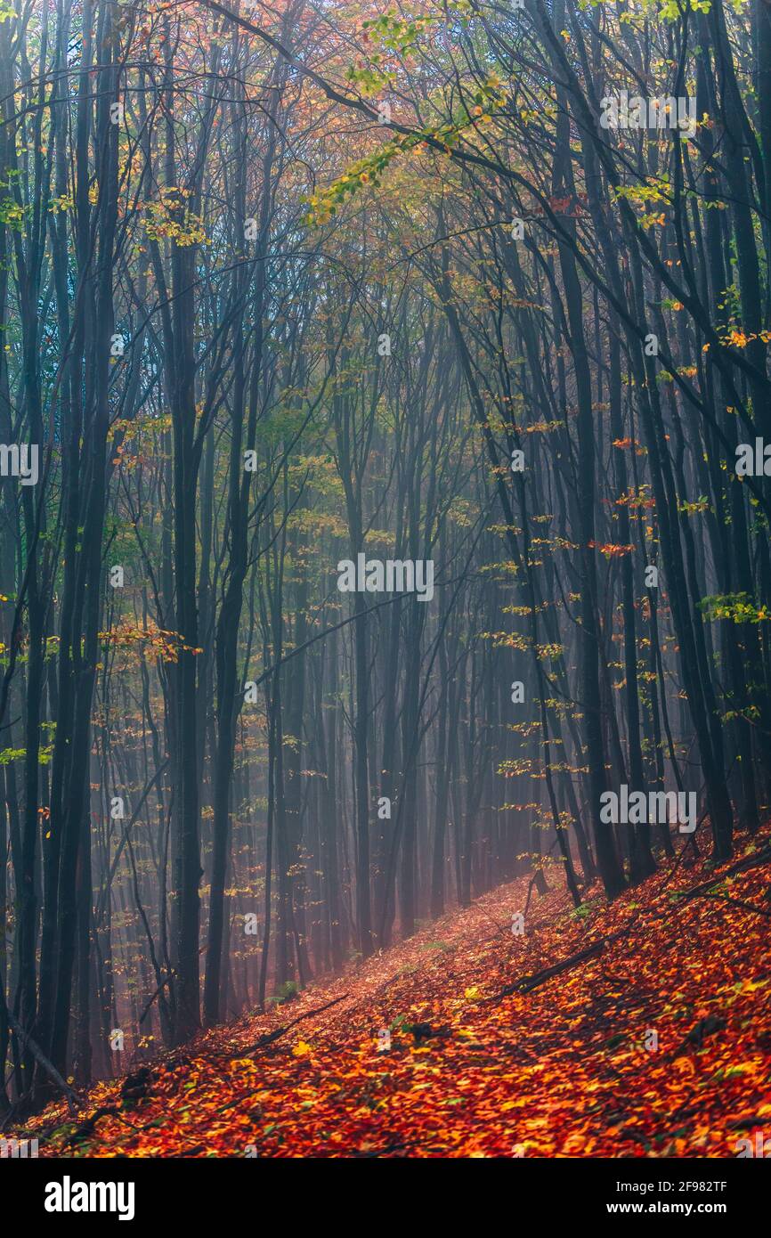 Misty autumn forest in Central Balkan Stock Photo - Alamy