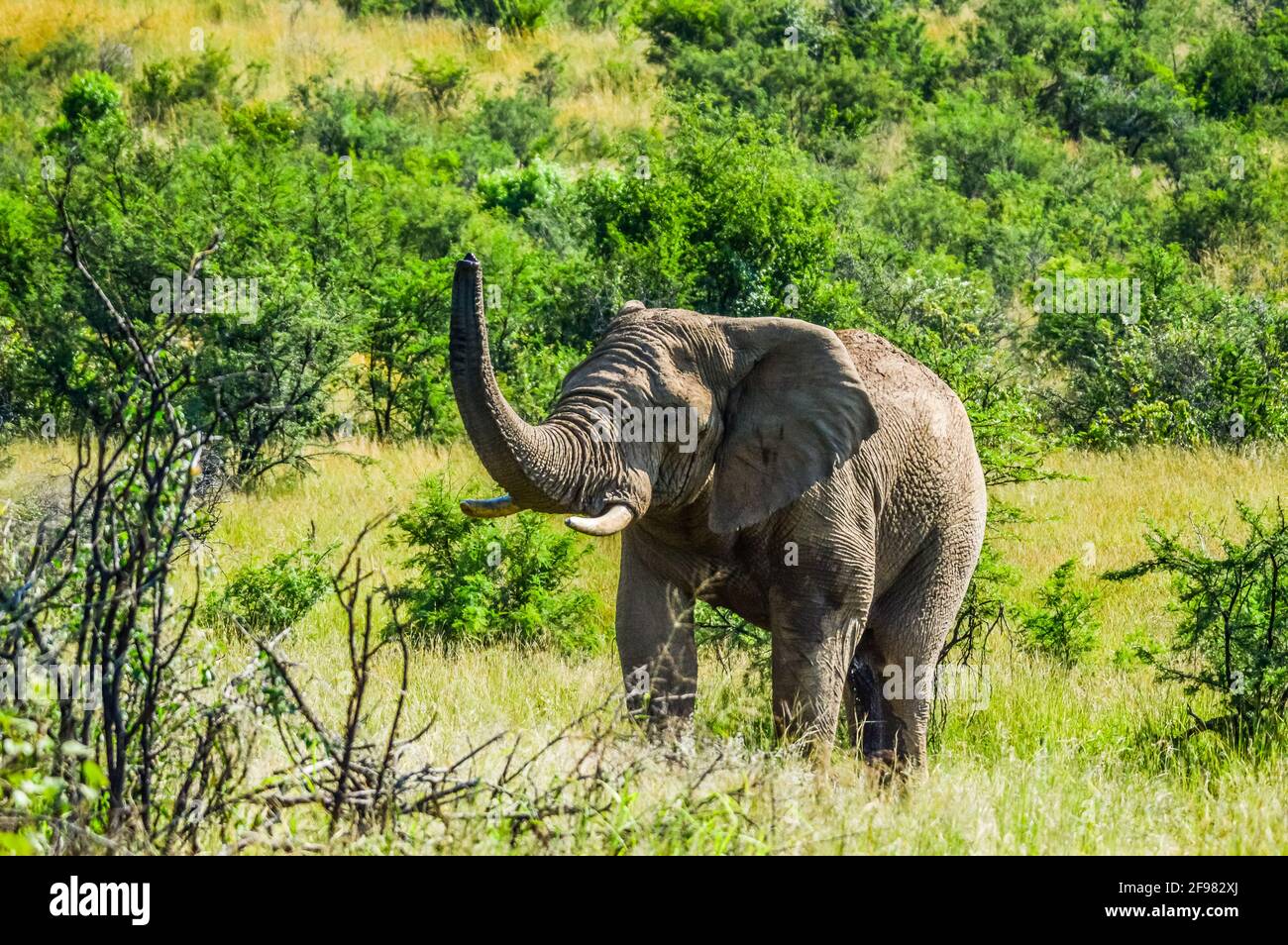 A young African elephant in musth in a game reserve in Africa Stock ...