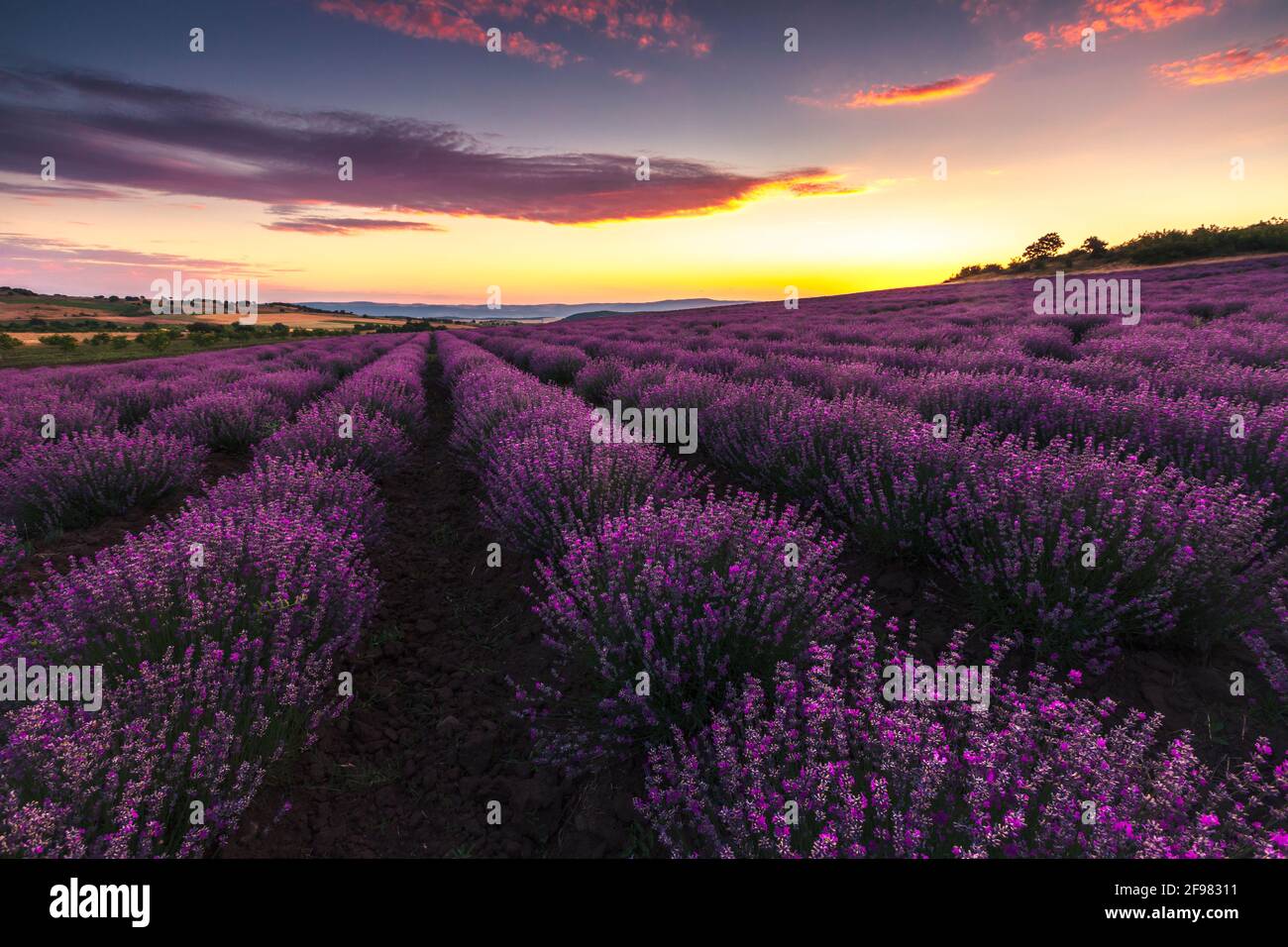 Lavender field at sunrise - Bulgarian lavender field Stock Photo - Alamy