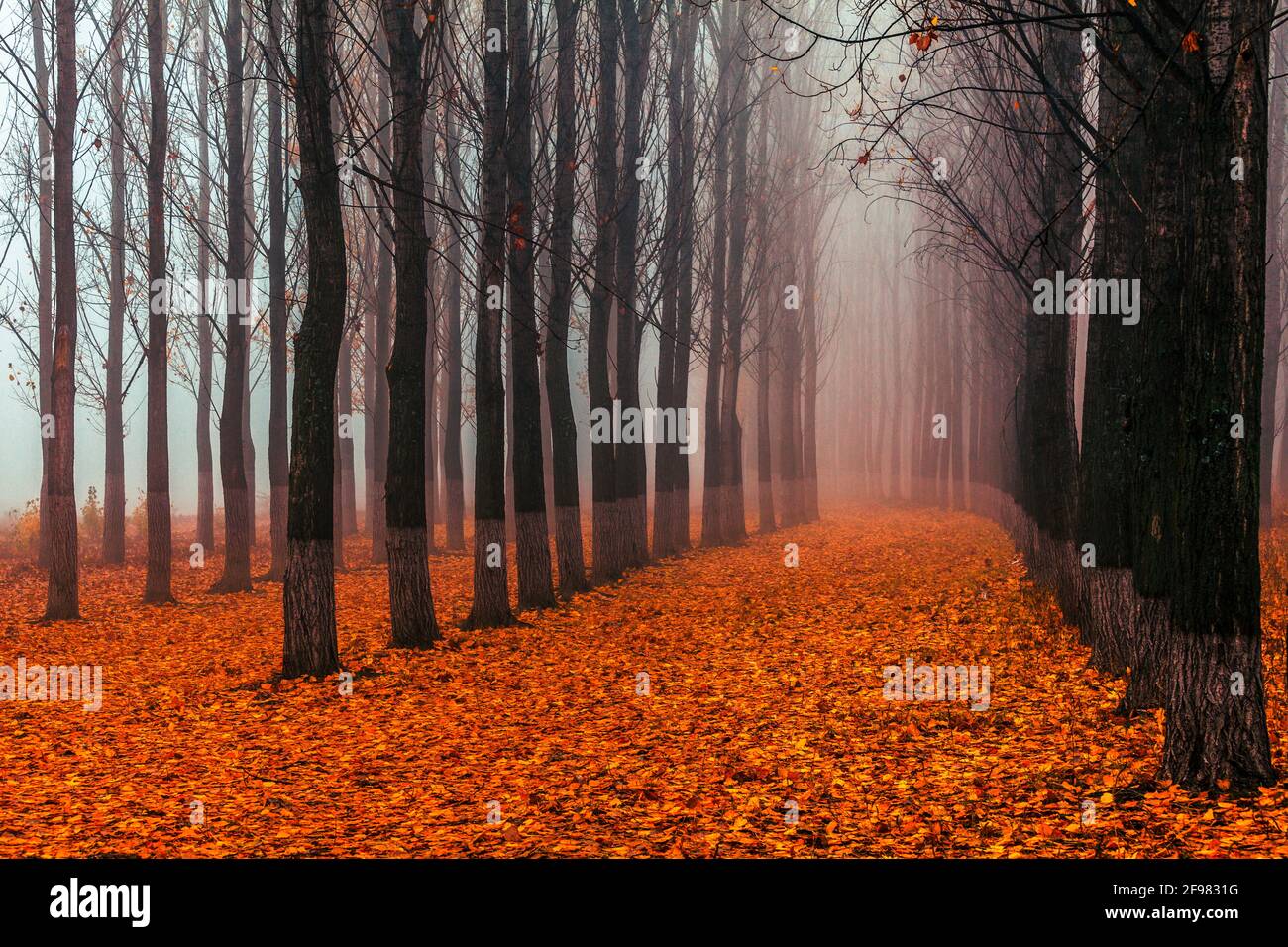 Poplar Forest - Straight columns of poplar trees in a misty forest ...