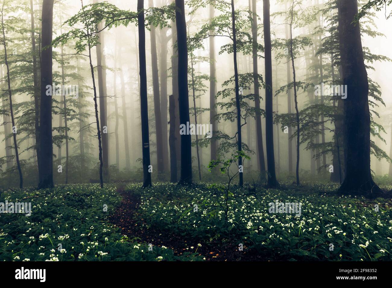 Ramson Forest in Centeral Balkan Stock Photo - Alamy