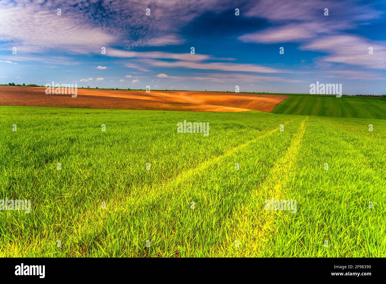 Spring Fields - Fresh green field Stock Photo - Alamy