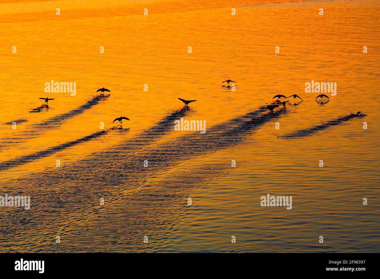 Wood duck flying sunset hi-res stock photography and images - Alamy