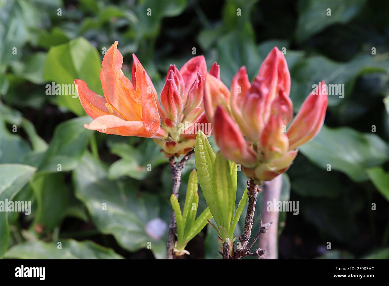 Azalea ‘Gibraltar’ Rhododendron Gibraltar – orange flowers with yellow ...