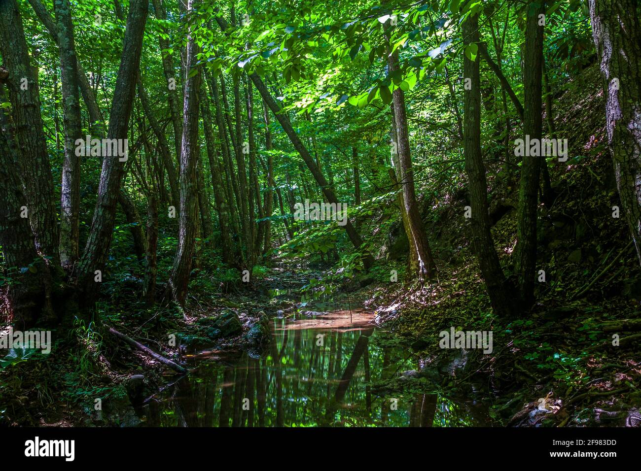 Strandzha bulgaria hi-res stock photography and images - Alamy