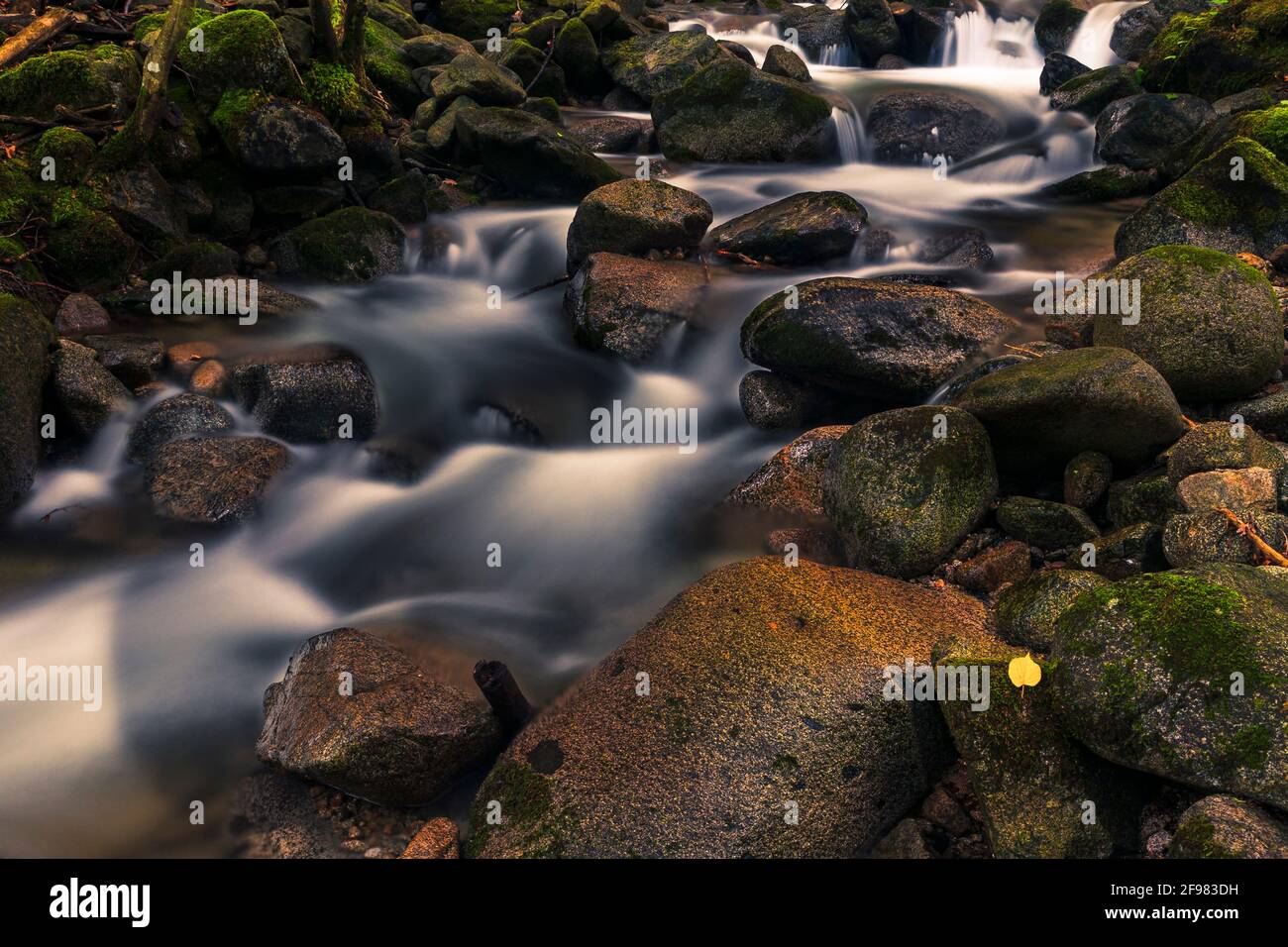 Whitewater Riffles - Yellow leaf by the river bank Stock Photo - Alamy