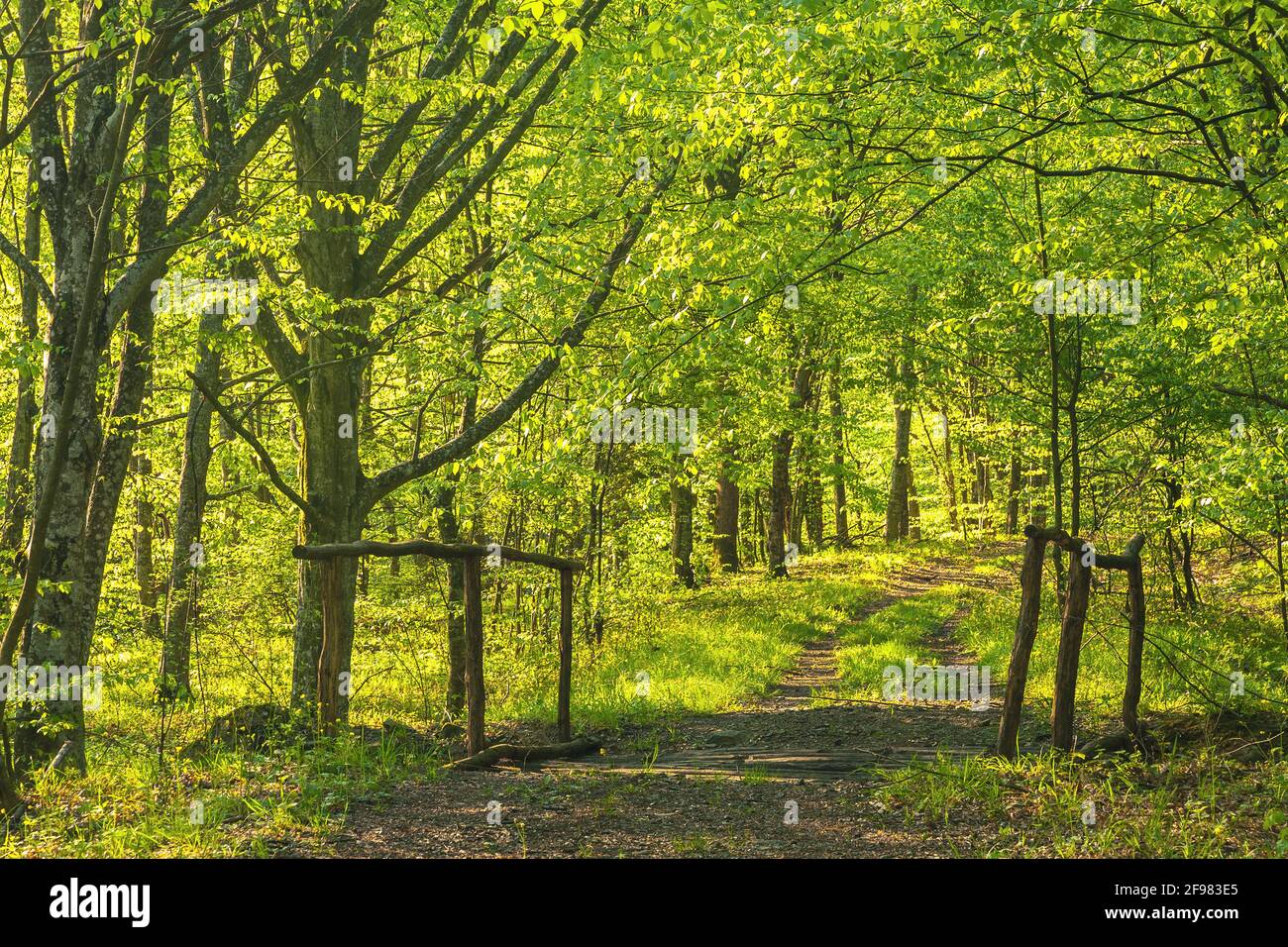 Strandzha bulgaria hi-res stock photography and images - Alamy